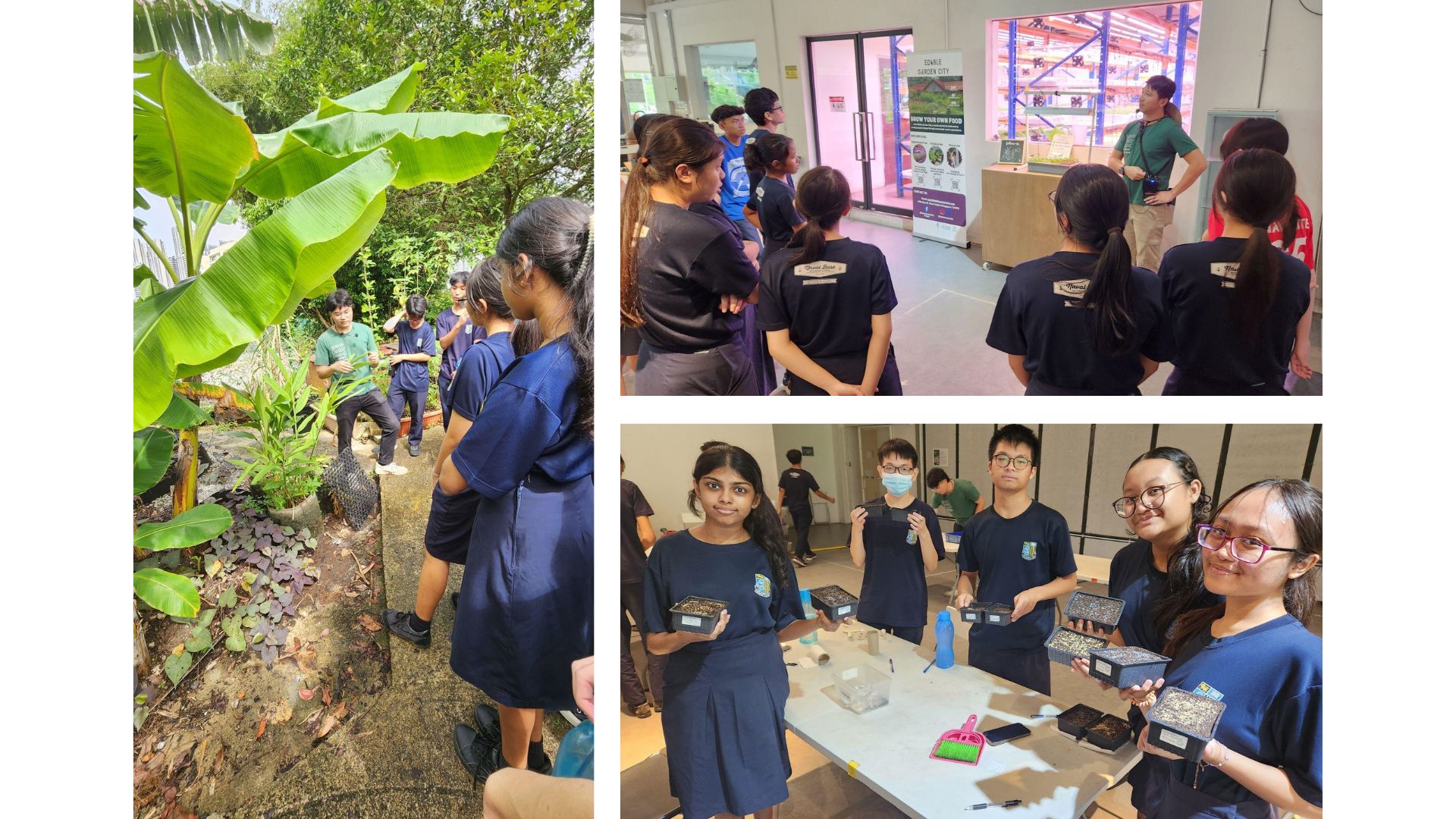 Nutrition and Food Science (NFS)